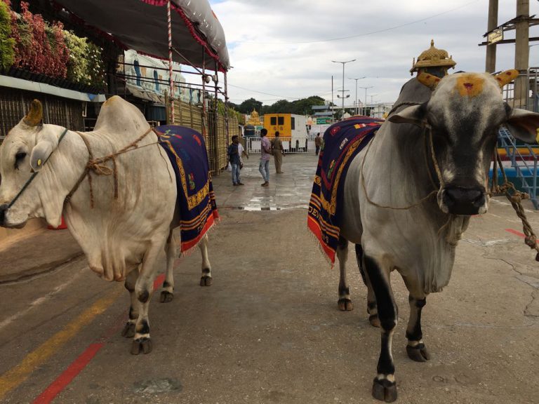 Bull training in 4 Mada street for Brahmotsavams – Tirumala Updates