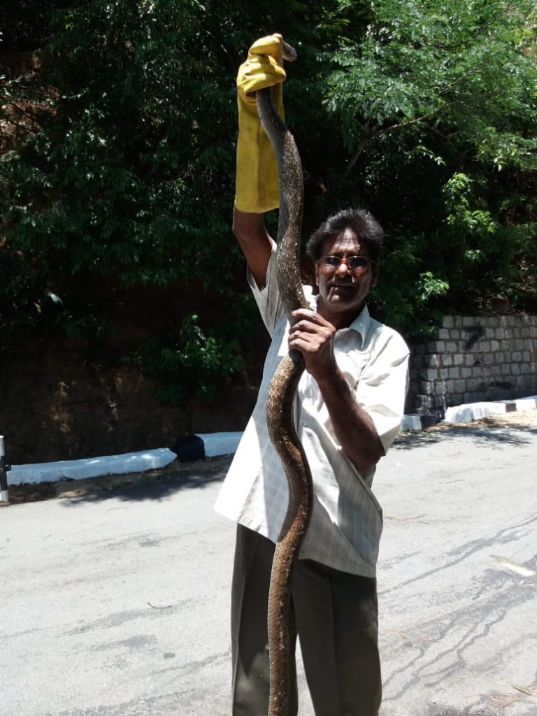 8 Foot snake creates panic in Tirumala footpath – Tirumala Updates